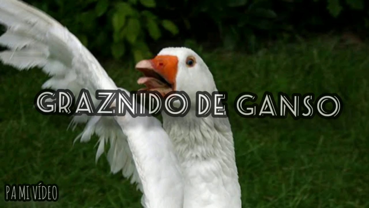 📣GRAZNIDO DE GANSO - YouTube