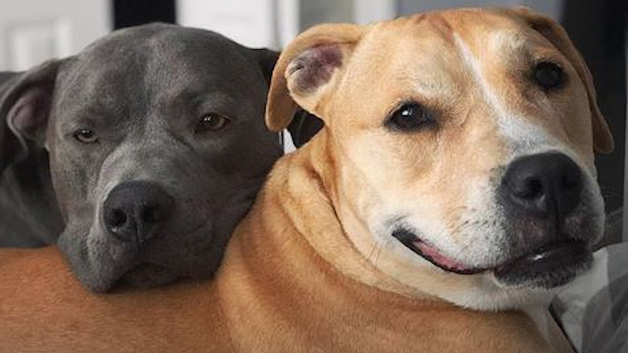 Two stray dogs were so lonely and scared until they found each other ...