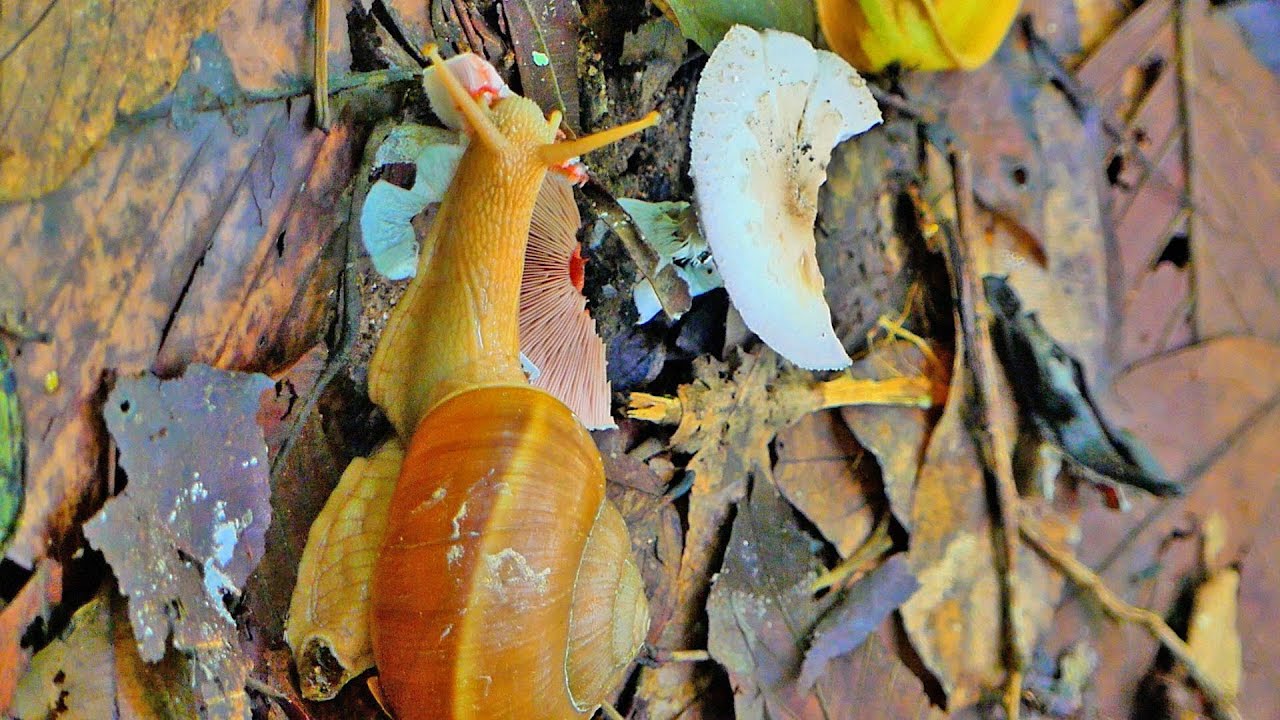 Giant Snail Eating Mushroom - Viral Videos - Primates KH - YouTube