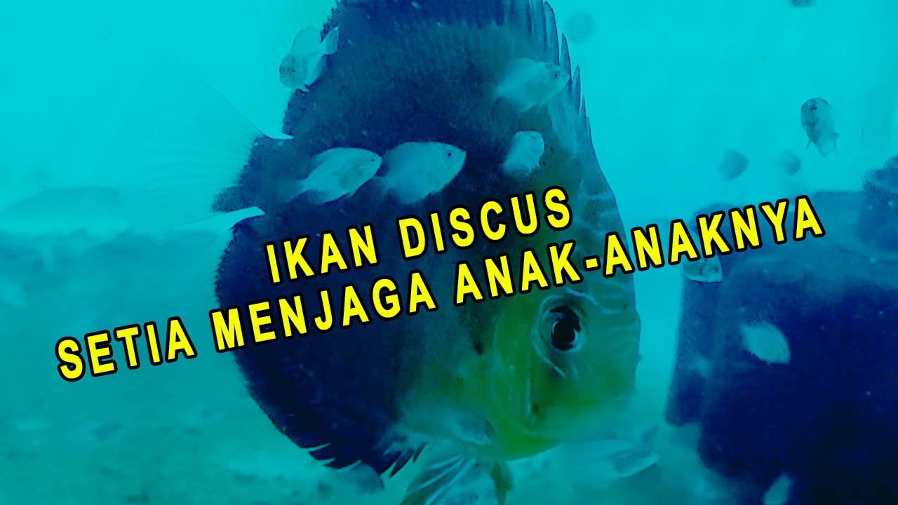 IKAN DISCUS SETIA MENJAGA ANAK-ANAKNYA - YouTube