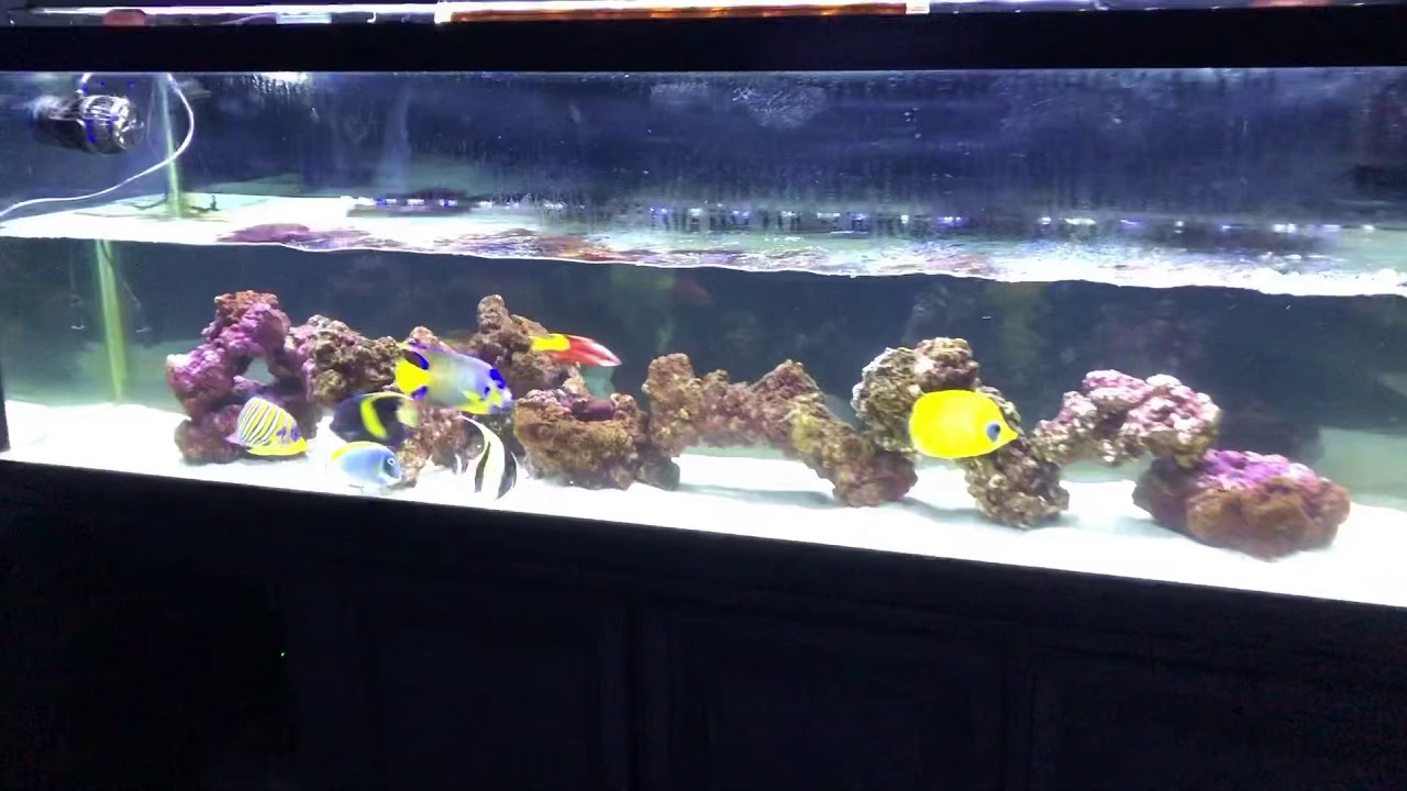 125 gallon fowlr 4/25/20 - YouTube