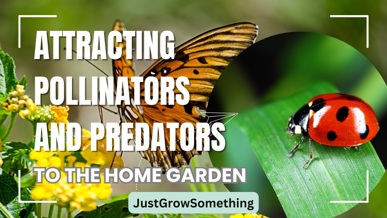 Attracting Pollinators and Predatory Insects to the Garden - YouTube