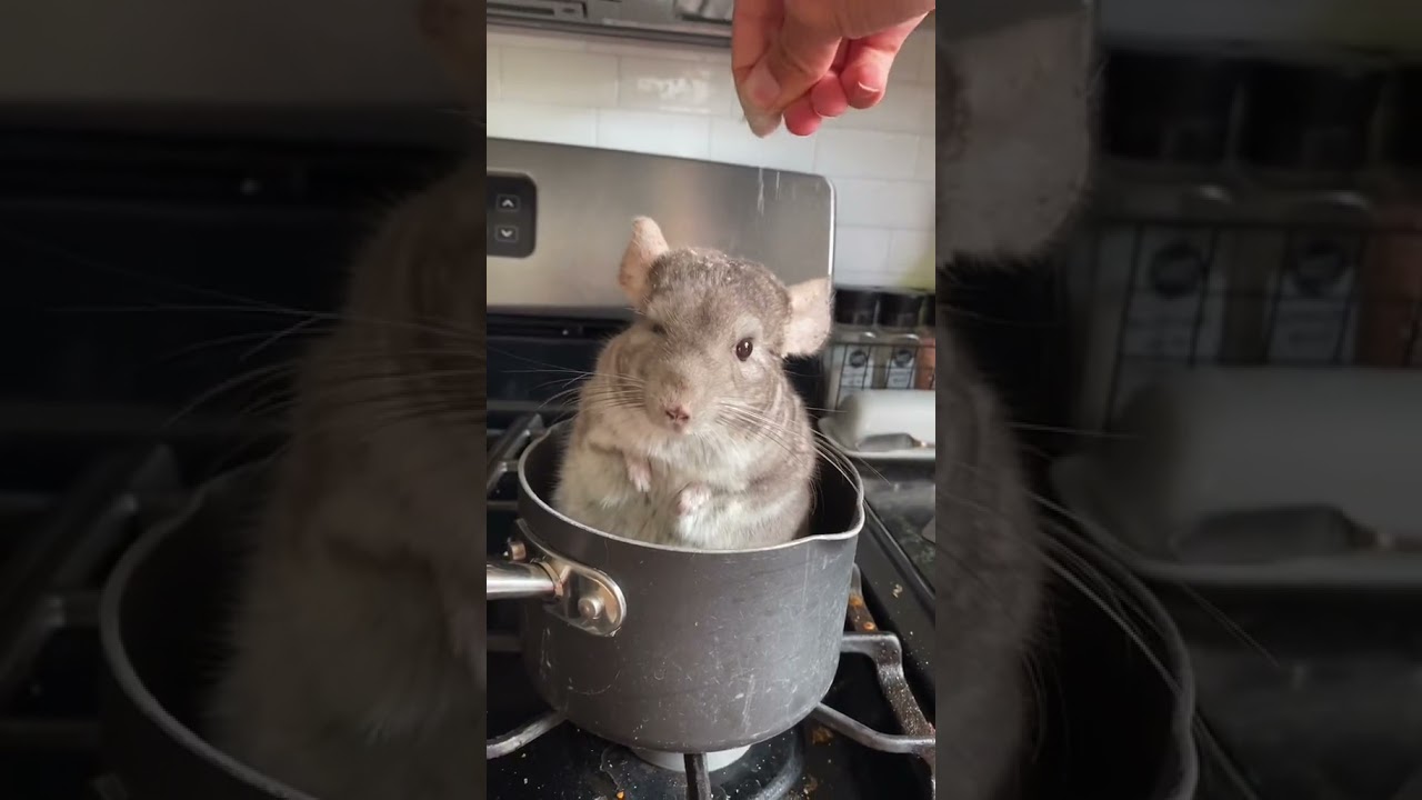 Burnt Chinchilla, TikTok: @chinpals - YouTube