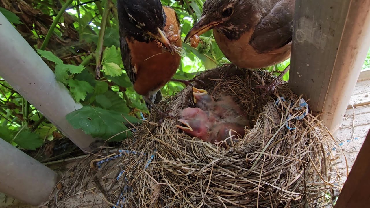American Robin Mom Helping Dad to Feed the Babies - YouTube