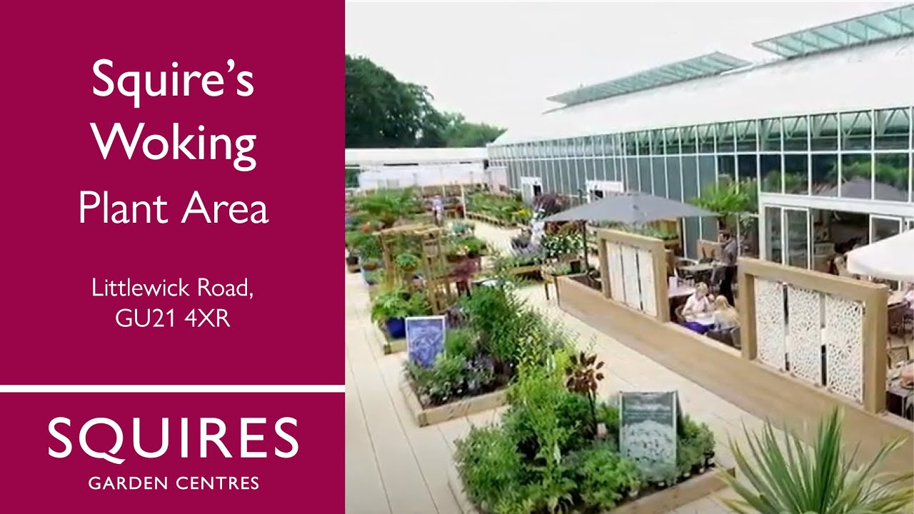 Squire's Of Woking - YouTube