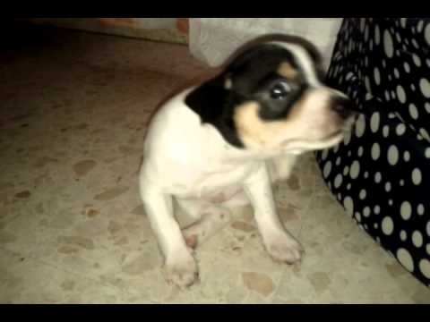 Camada pincher vaquita - YouTube