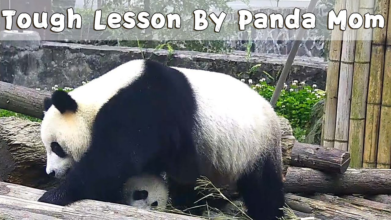 Tough Lesson By Panda Mom | iPanda - YouTube