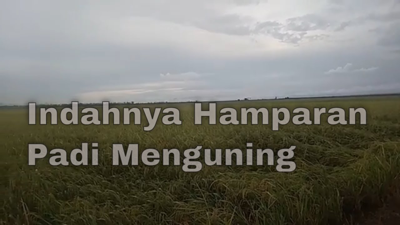 Hamparan Padi Menguning di Sawah - YouTube