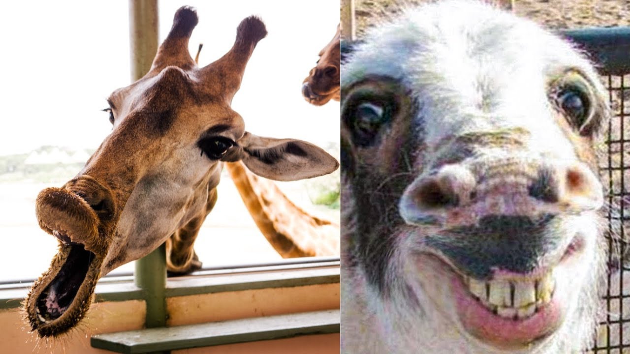 Funny Animals Compilation 😂😂 Super Animals Reaction Videos || Cute Pets ...