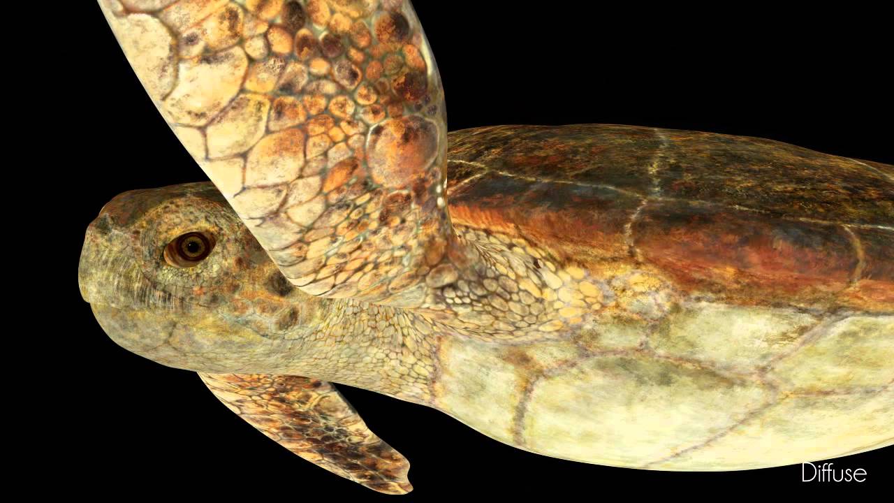 CG Sea Turtle Texture Reel - YouTube