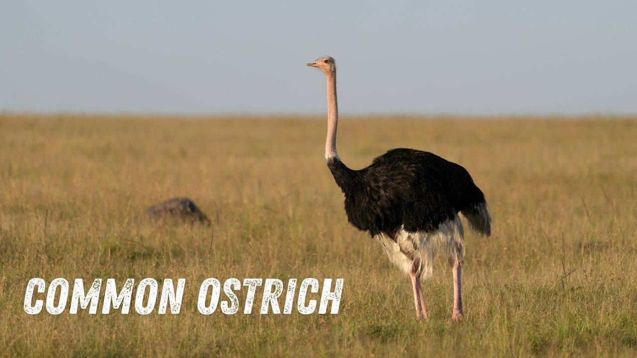 Ostrich Sounds & Calls Explained | The Deep Voice of the Common Ostrich ...