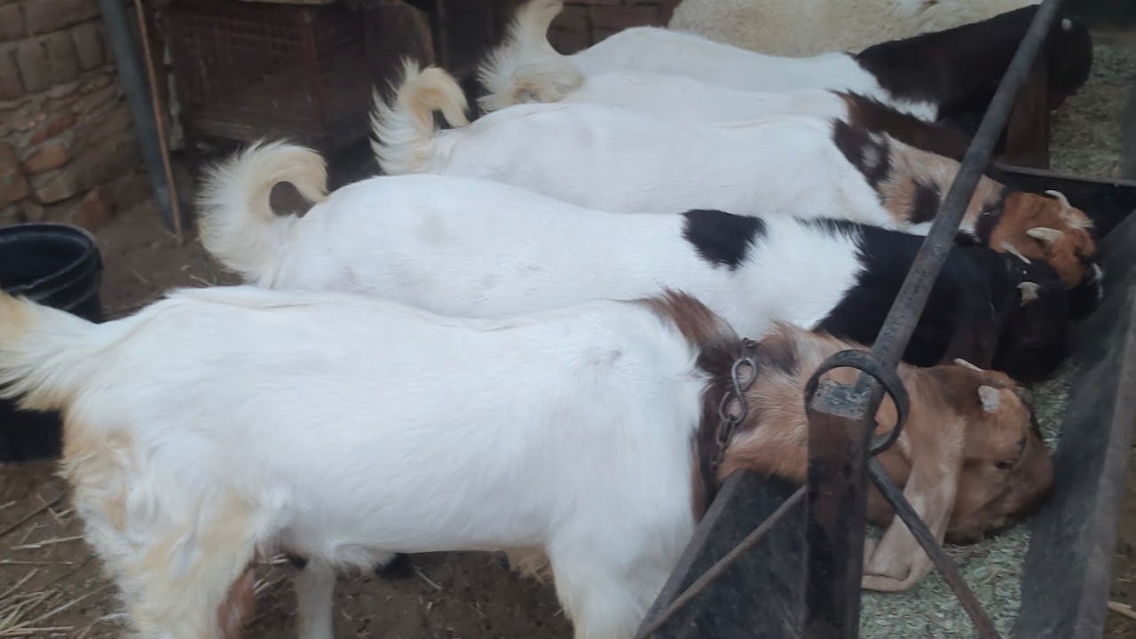 5 bakre Totapuri lots palne wale bakra adant andul 4 sa 5 month for ...