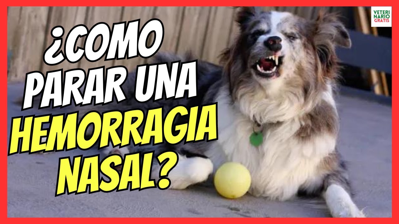 🔴 ¿COMO PARAR UNA HEMORRAGIA NASAL EN PERROS? 🔴 - YouTube