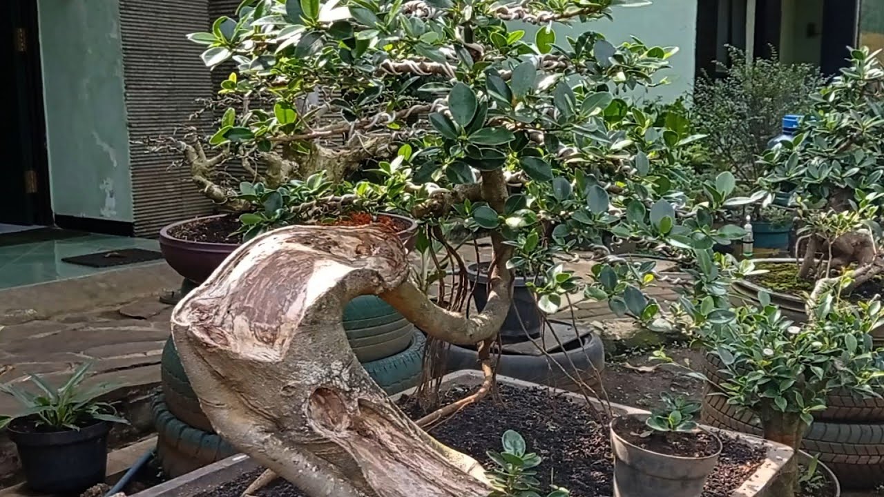 dari namanya bonsai ini sudah terkenal bonsai mahal - YouTube