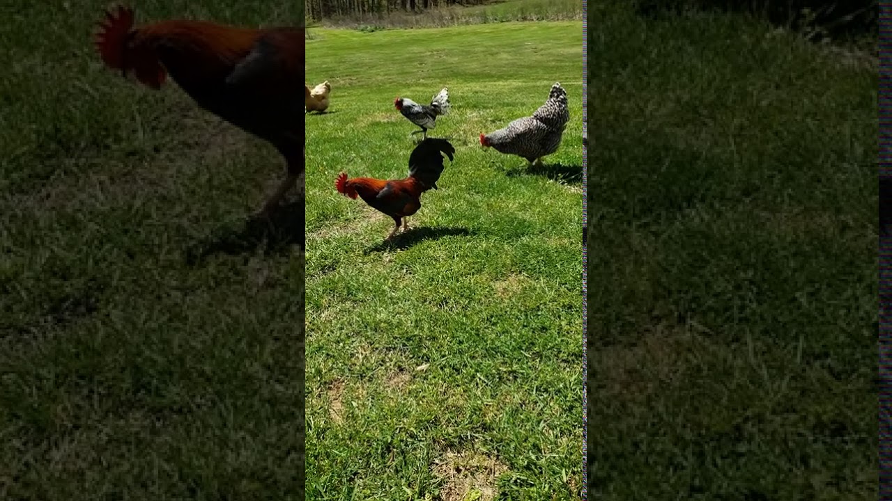 Chickens Peck - YouTube
