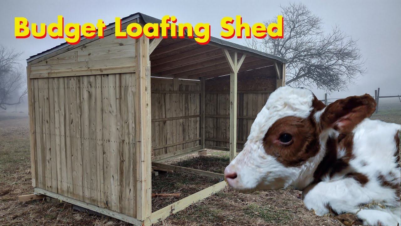 We built a budget livestock loafing shed for our cows - YouTube
