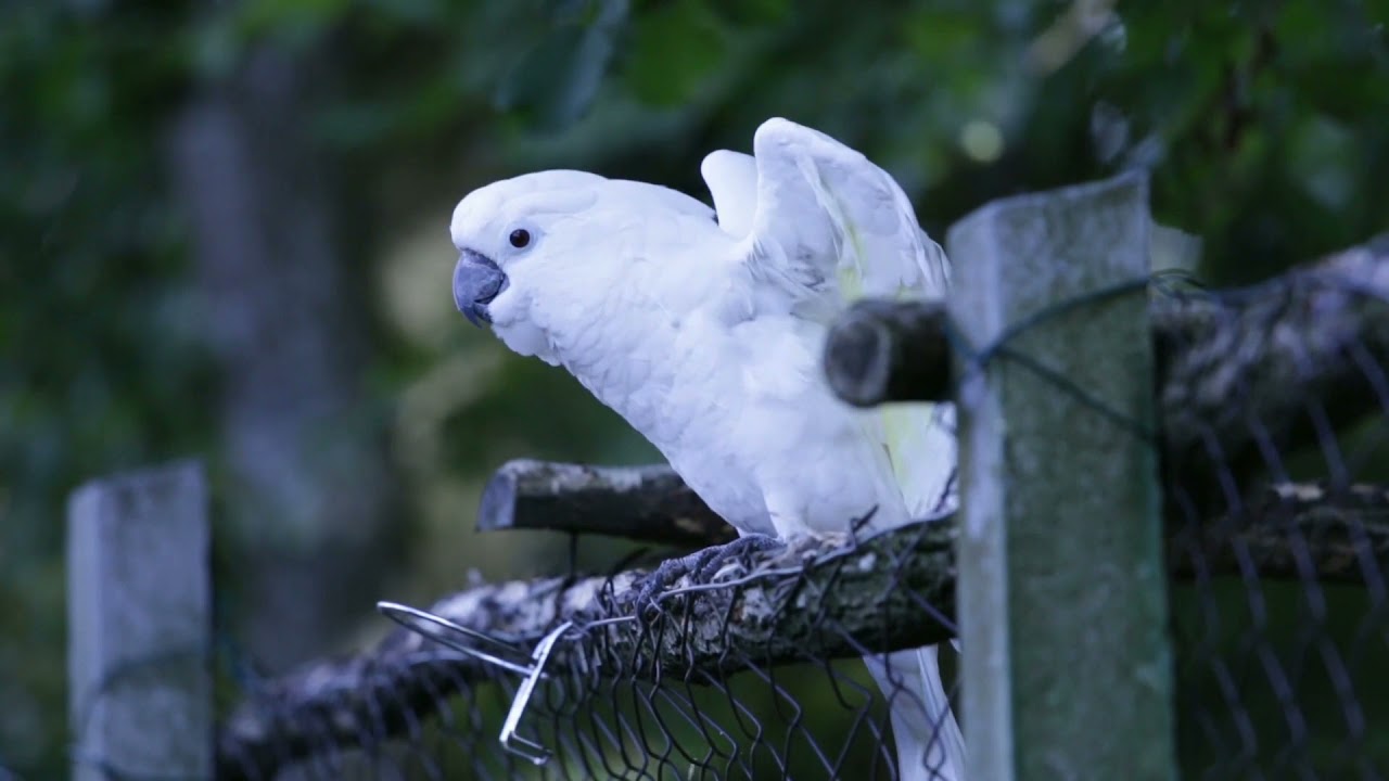 Birds Dancing To Music • Dancing white parrot • nature lover - YouTube