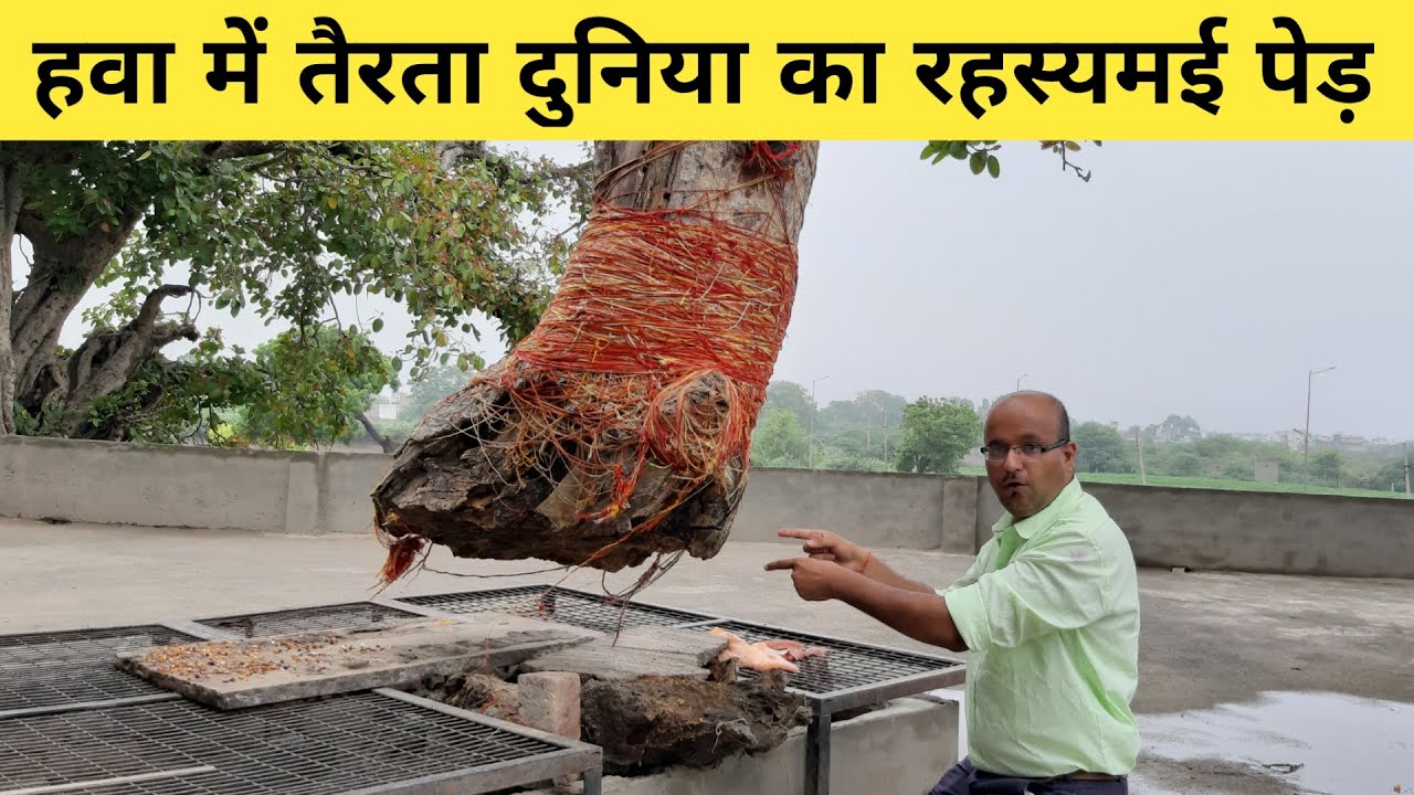 Floating Tree In Sri Jaggannath Puri Smadha Mandir Hansi Hisar Haryana ...