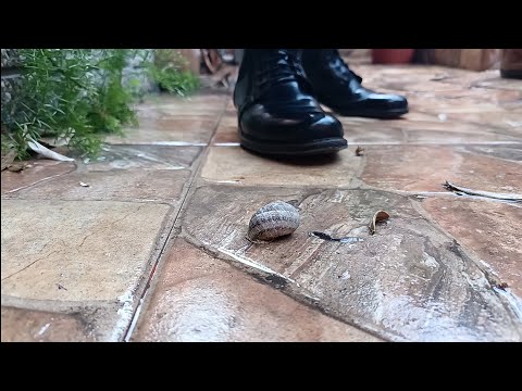 Heavy Boots Crushing snail  ASMR 