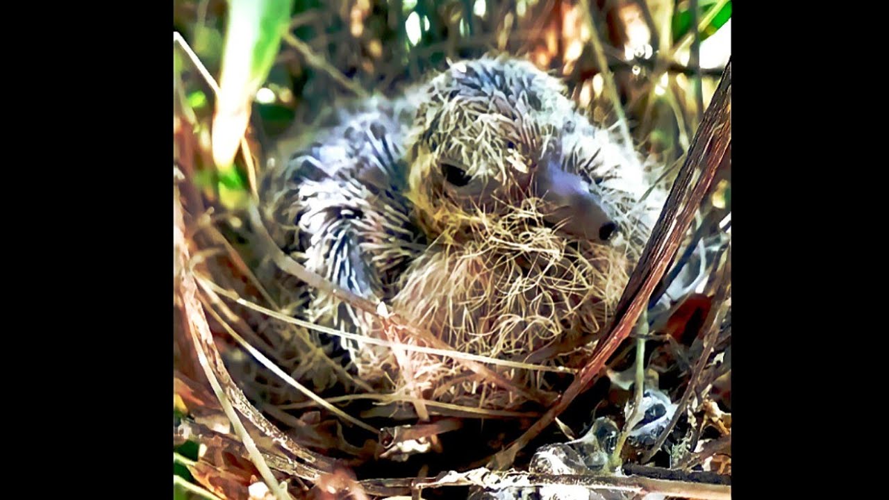 Baby bird feeding | baby bird food | baby bird baby bird feeding at ...