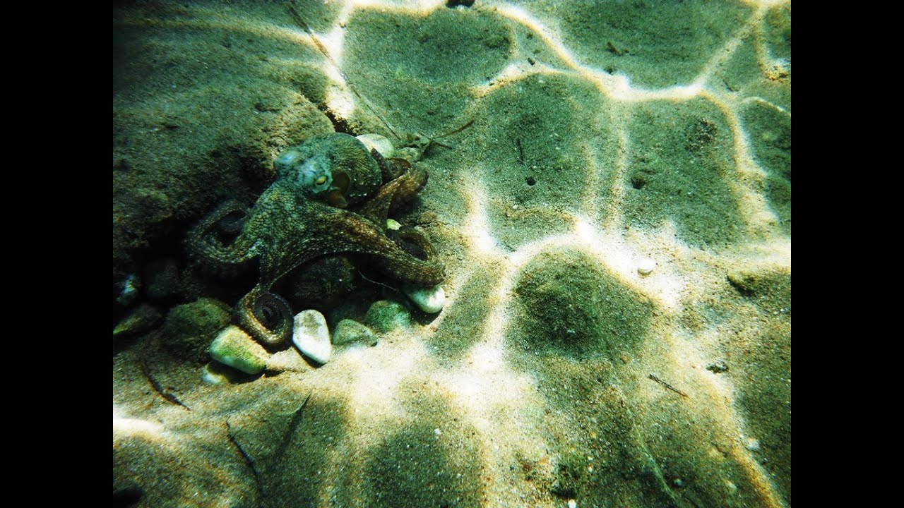 The octopus - Kondili Beach (Agios Nikolaos), Argolida, Greece - YouTube