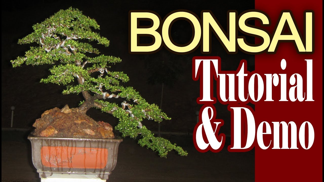 Bonsai Demo of Bucida Spinosa Tree / Black Olive - Tedy Boy of ...