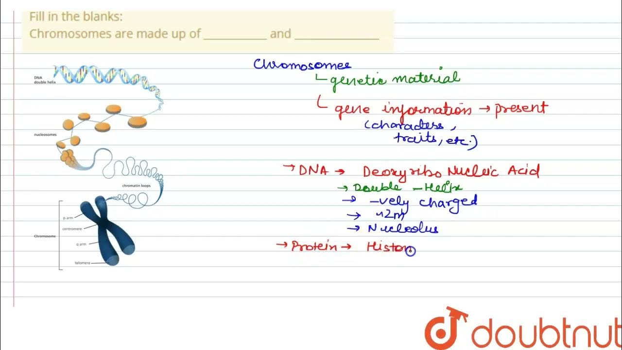 Fill in the blanks:Chromosomes are made up of ____________ and ...