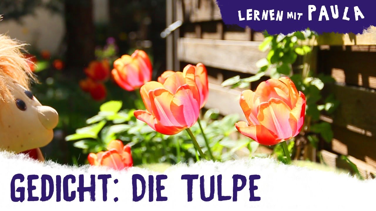 Gedicht: Die Tulpe (von Josef Guggenmos) - YouTube
