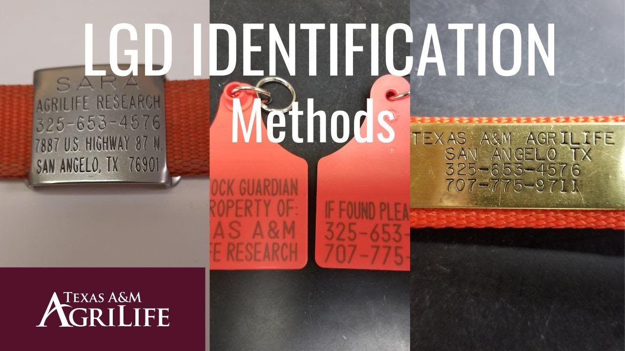 LGD Identification Methods - YouTube