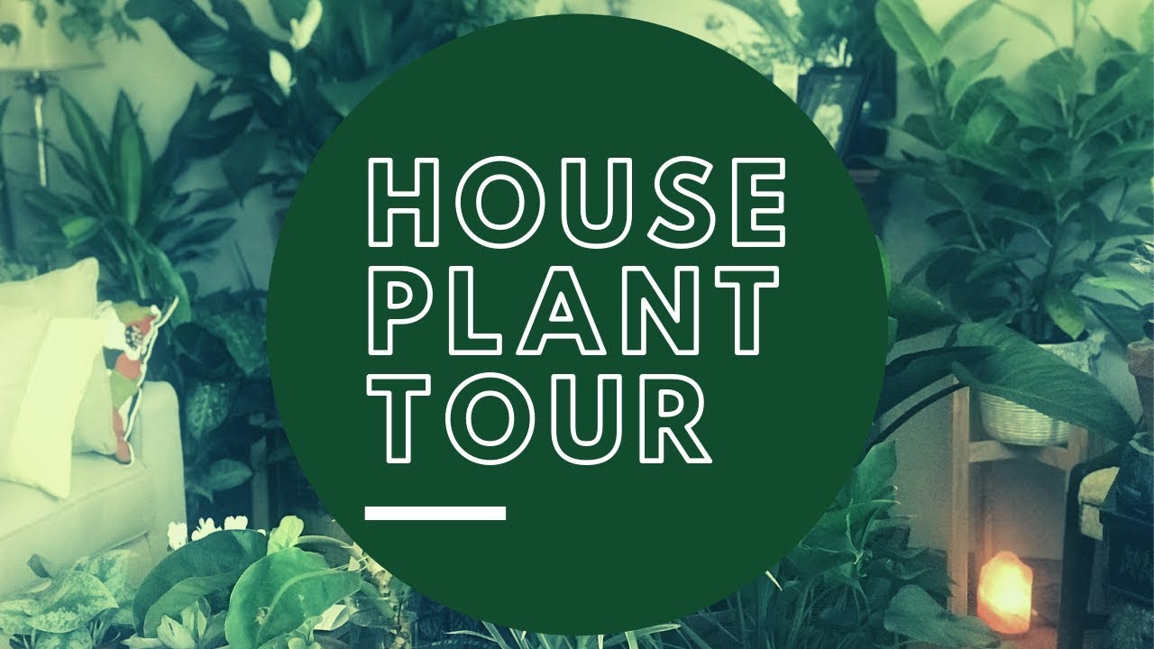 Roots & Foliage| House Plant Tour - YouTube
