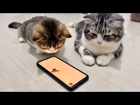Cute kittens watching bugs #cat #kitten #cute #catlover - YouTube