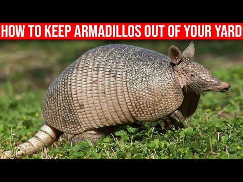 How To Get Rid Of Armadillos In Yard Natural Remedies