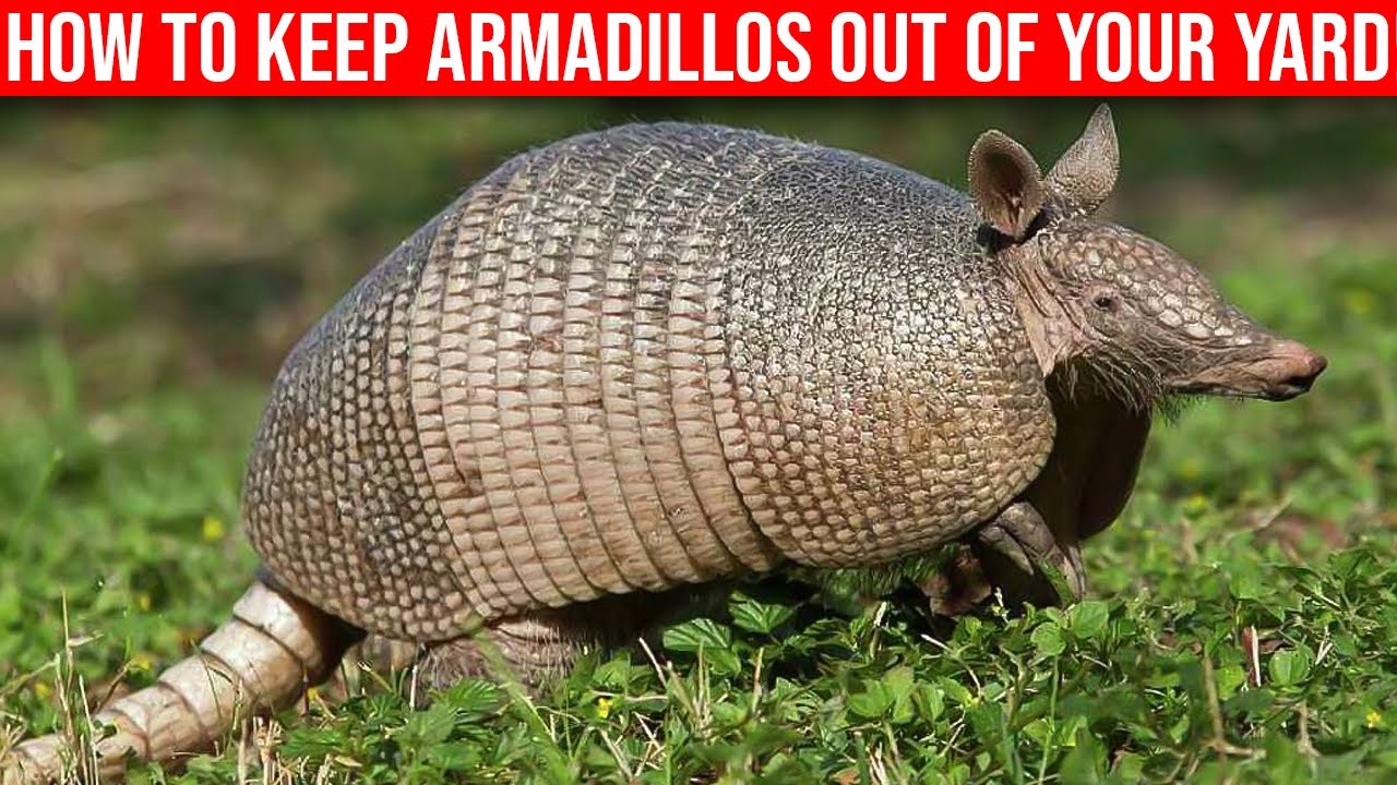How To Keep Armadillos Out Of Your Yard - (Quick & Easy Ways) - YouTube