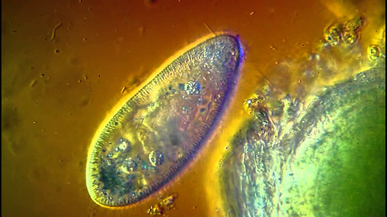 Paramecium sp. - YouTube