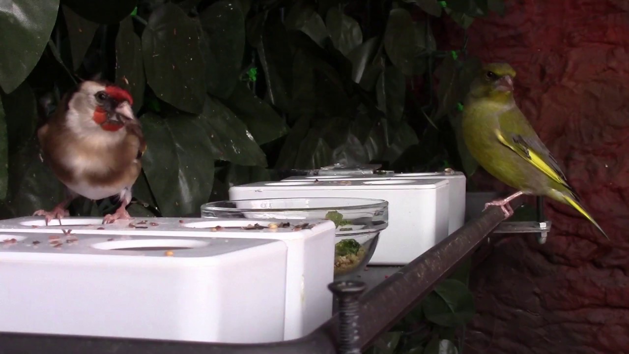 Aviary birds having lunch - YouTube