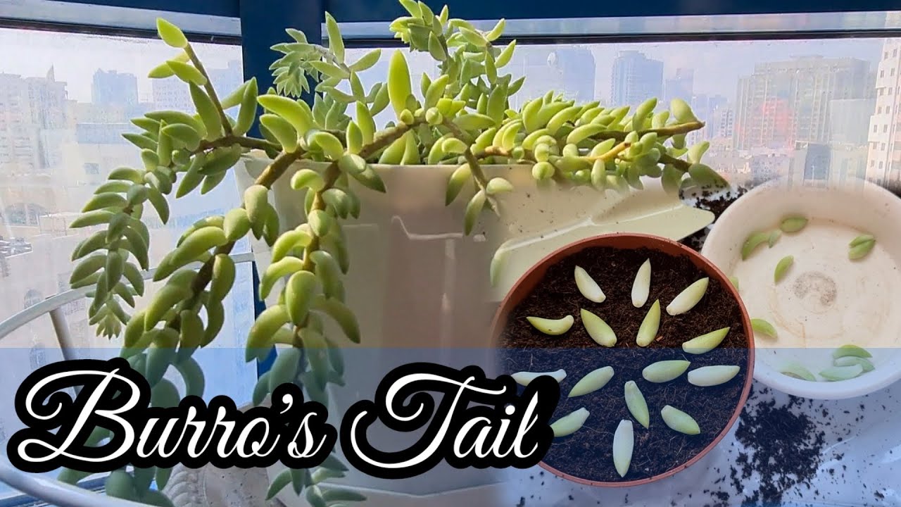 How to Propagate Burro's Tail - YouTube
