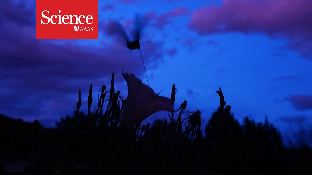 Robotic flowers show how moths see at night - YouTube