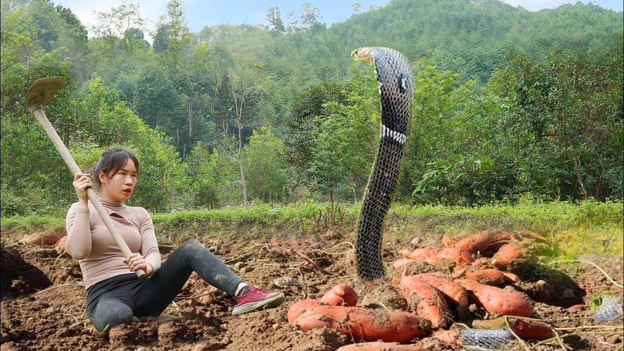 Encountering a GIANT Snake while Harvesting sweet POTATOES ...