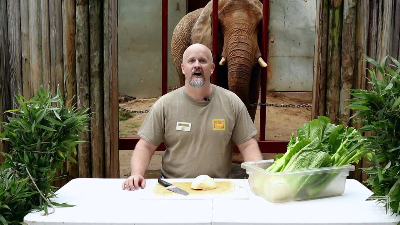 "Cooking" with Keepers - Elephant - YouTube