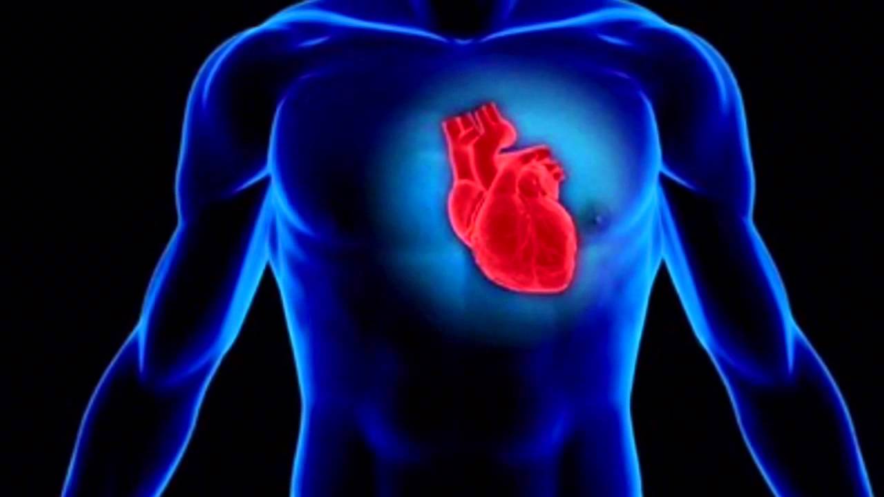 Anatomy Obesity Video HD - YouTube