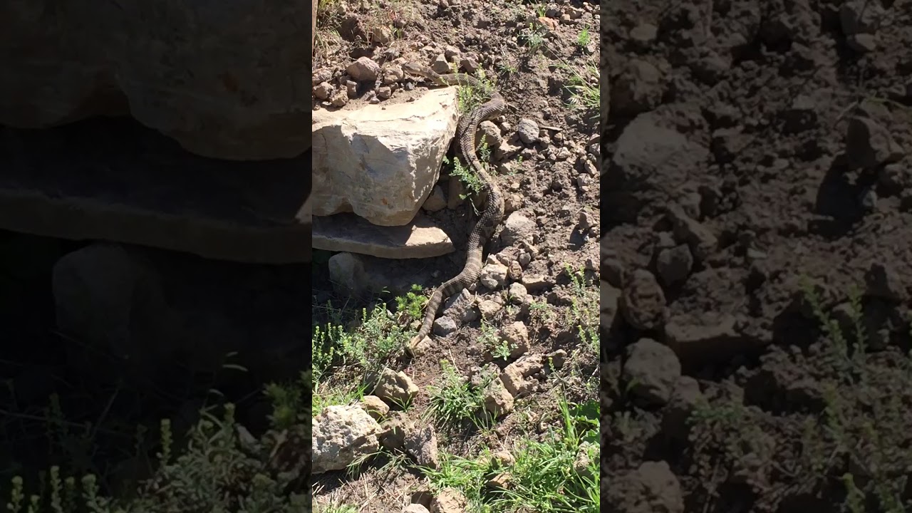 Rattlesnake - YouTube