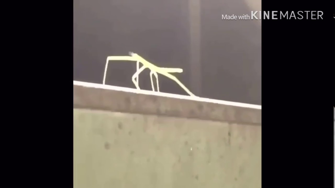 A Stick bug dancing for 33 minutes and 22 Second Straight - YouTube