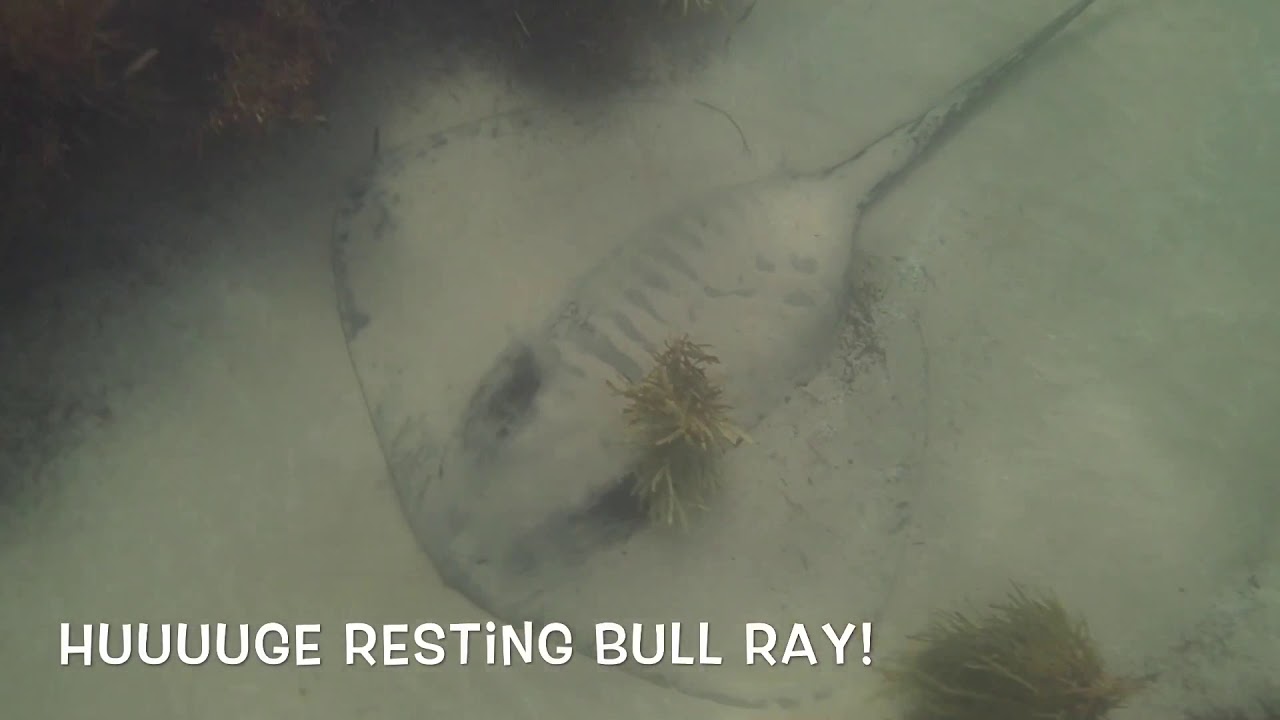 Huuuuge Bull Rays at Jibbon! - YouTube