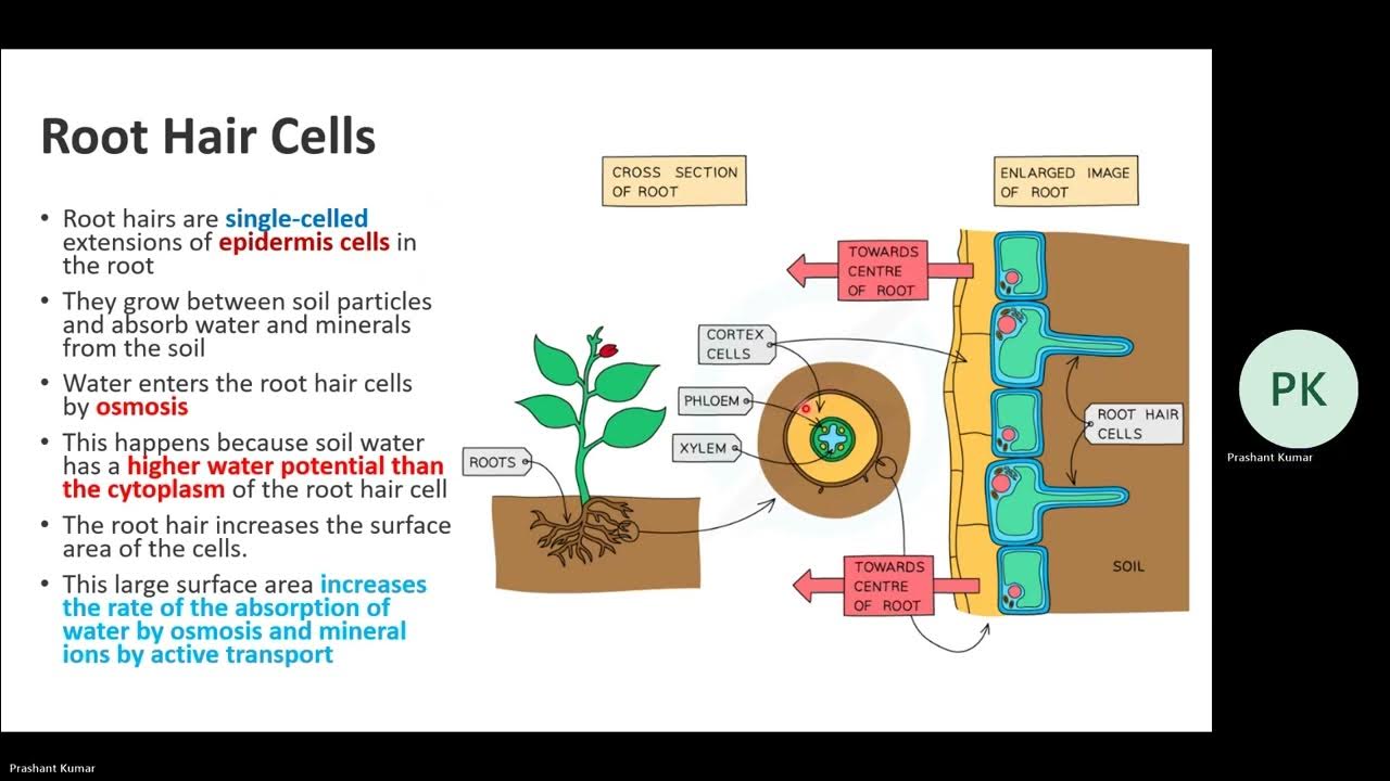 IGCSE Ch 8 Transport in Plants - YouTube