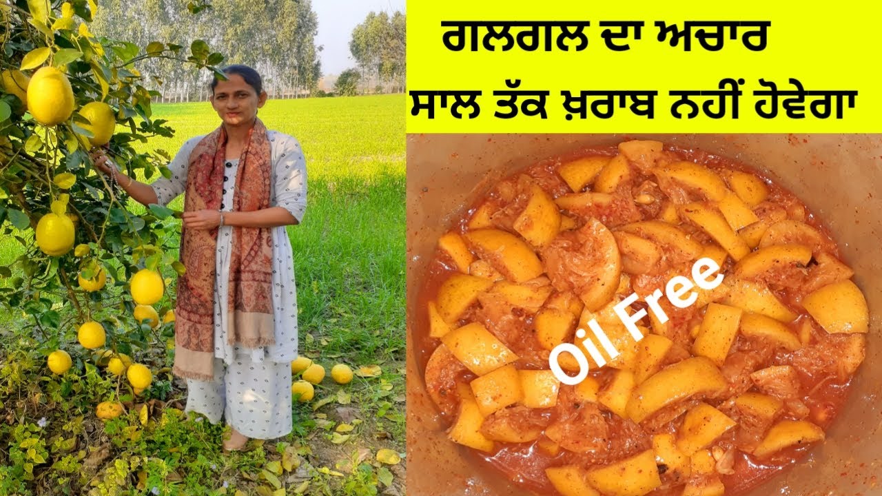 ਗਲਗਲ ਦਾ ਚਟਪਟਾ ਅਚਾਰ 😋/Galgal Da Tasty Achar/Hill Lemon Pickle recipe# ...