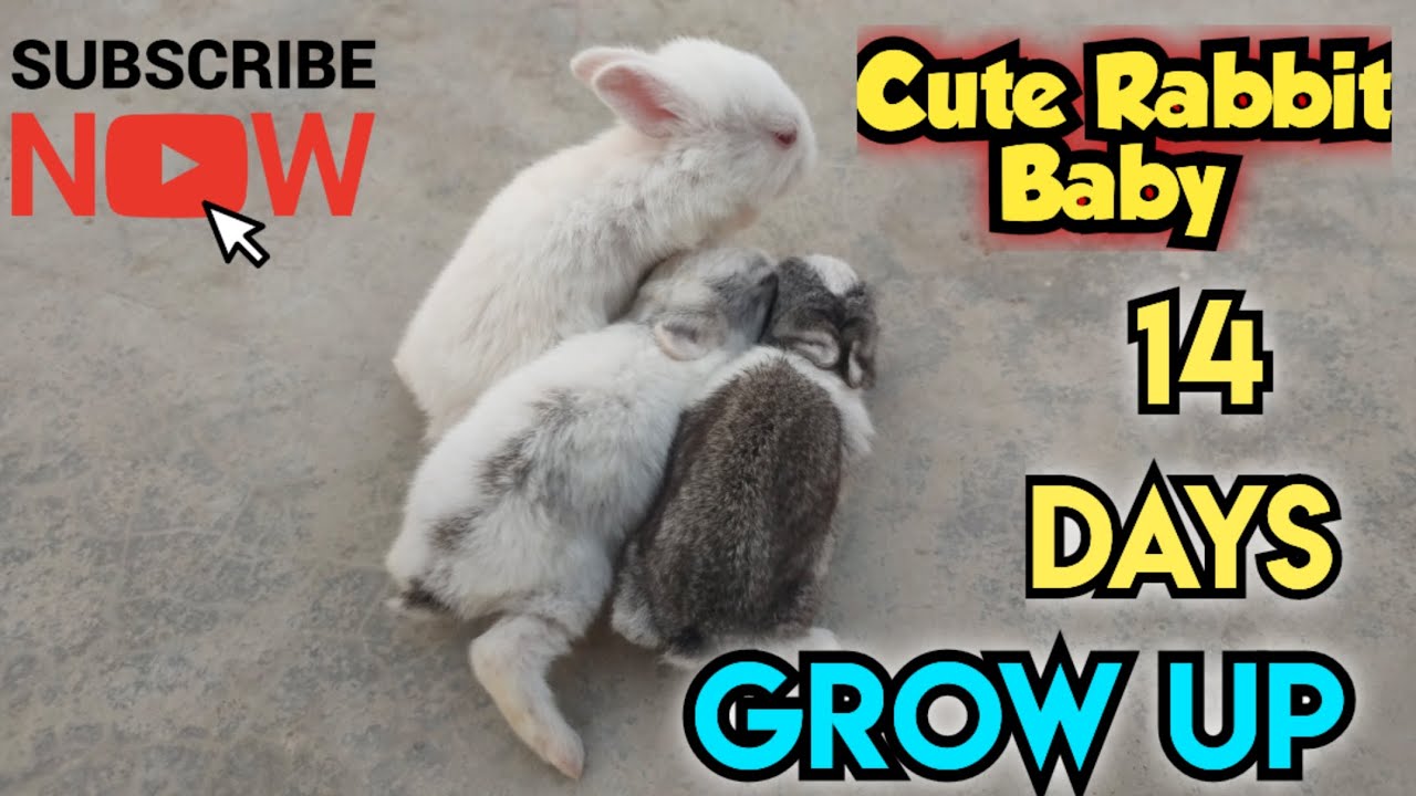 Cute Rabbit Baby 14 Days Grow up Cute animals Cute Funny Video 🤣😘🐇 ...