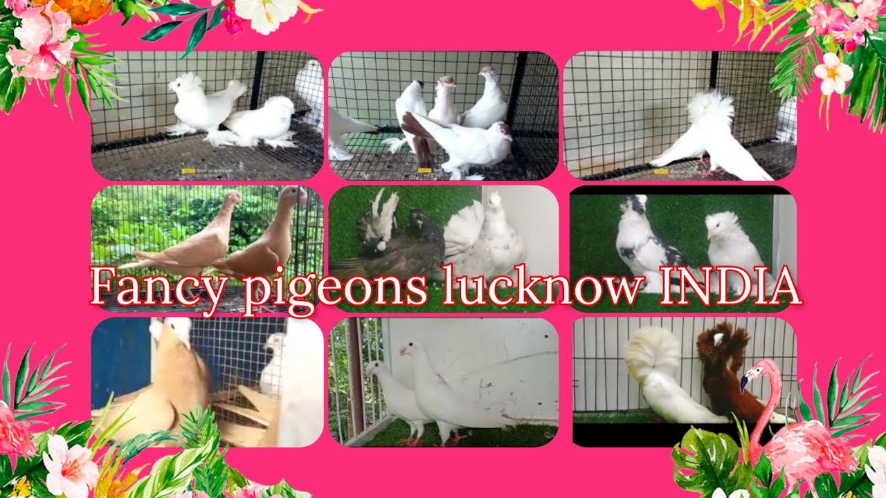 All Type Fancy Pigeon in Best Quality Anas@9039992626 - YouTube