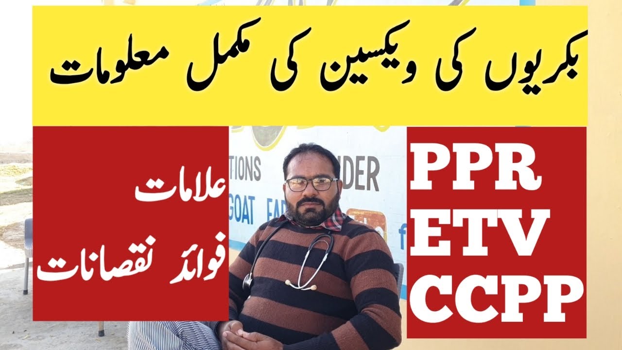 Goats Vaccine Schedule PPR, ETV & CCPP Complete Information. Goat ...