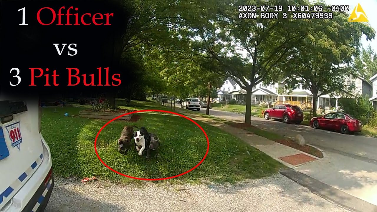 1 Officer Vs 3 Pit bulls - YouTube
