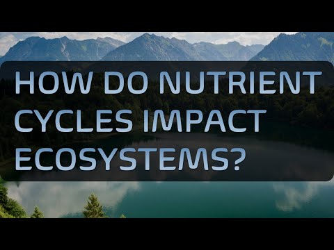 Why Are Nutrient Cycles Important To The Ecosystem